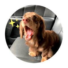 QQ the dog-1 – LINE stickers | LINE STORE