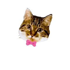 Cute Cat 87 - Stiker LINE | LINE STORE