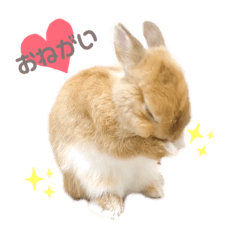 will rabbit_20191204141806 – LINE stickers | LINE STORE