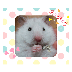 Hamu-hamu-Hamuchan - Stiker LINE | LINE STORE