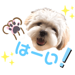 Mal Shih Tzu_Charo - Stiker LINE | LINE STORE