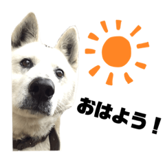 Gono_gono_gokuu – LINE stickers | LINE STORE