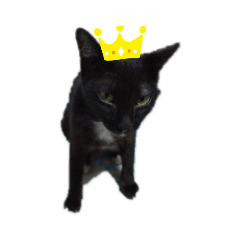 Cat inde_20200118210240 – LINE stickers | LINE STORE