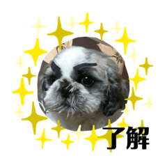 SATOMO_20200204121953 – LINE stickers | LINE STORE