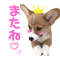 nel_20200207151549 – LINE stickers | LINE STORE