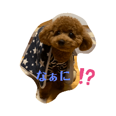 toi-chiroru - Stiker LINE | LINE STORE