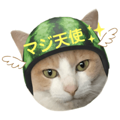 watermelon cat life - Stiker LINE | LINE STORE