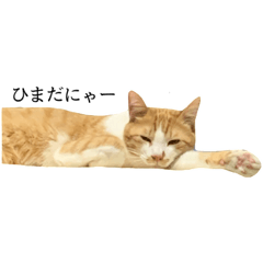 Haruka_cats – LINE stickers | LINE STORE