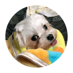 Cute Haru Life-3 – LINE貼圖 | LINE STORE