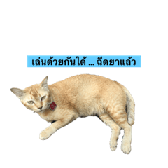 Kitty alone/2 – LINE stickers | LINE STORE
