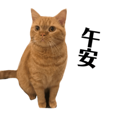 Jerry_20200315235939 - Stiker LINE | LINE STORE