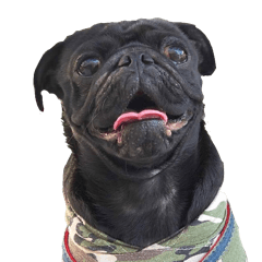 Goo the blackpug - Stiker LINE | LINE STORE