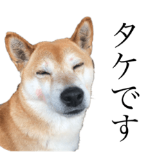 Momoko_20200320015251 – Stickers LINE | LINE STORE