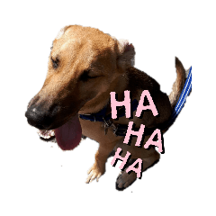 HSA_20200329 – LINE stickers | LINE STORE