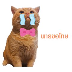 Pie Meow_20200329182500 - Stiker LINE | LINE STORE