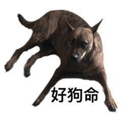 TCJ__1 – LINE stickers | LINE STORE