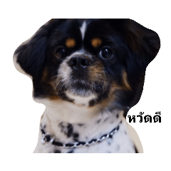 Biibi_20200331232723 – LINE stickers | LINE STORE