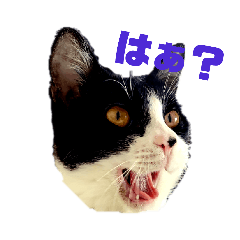 Dean_20200403005317 – LINE stickers | LINE STORE