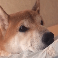 dog oba - Stiker LINE | LINE STORE