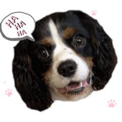 mai.CIMBA | Yabe-LINE貼圖代購 | 台灣No.1，最便宜高效率的代購網