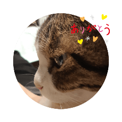 我が家のにゃんこ達＊＊ - LINE スタンプ | LINE STORE