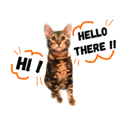 MR. LO Cat – LINE貼圖 | LINE STORE