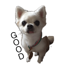 cha_20200505164446 – LINE stickers | LINE STORE