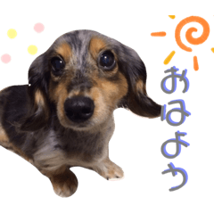 doooog's – LINE stickers | LINE STORE