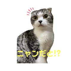 Flappy cat stamp – Stickers LINE | LINE STORE