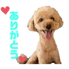 トイプードル cocococococo - LINE スタンプ | LINE STORE