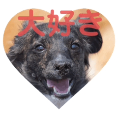 Cute dog D2 – LINE stickers | LINE STORE