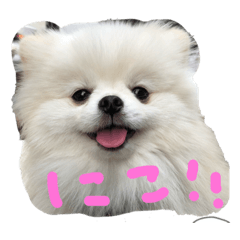 White brothers_20200515165220 - Stiker LINE | LINE STORE