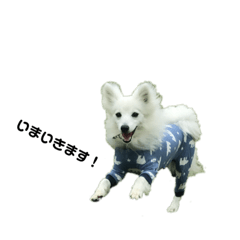 japanesespitz gumi – LINE stickers | LINE STORE