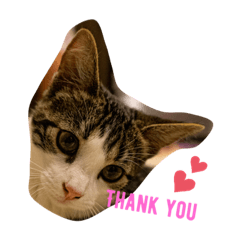 Kiko Star – LINE stickers | LINE STORE