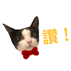 Candy Meow – LINE stickers | LINE STORE