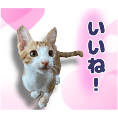 Emi_20200816182637 – LINE stickers | LINE STORE