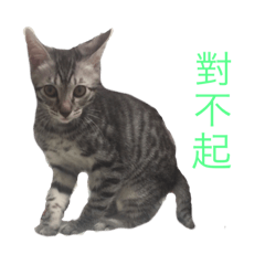 Ted_20200820185228 – LINE stickers | LINE STORE