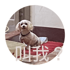 Pao_20200823192057 - Stiker LINE | LINE STORE