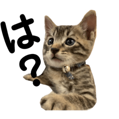 Qoo_20200824131808 – LINE stickers | LINE STORE