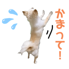 Sherry_20200824225340 – LINE stickers | LINE STORE