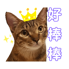 HuHu cat_20200902230648 – LINE stickers | LINE STORE
