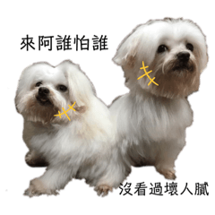FNCN doggy – LINE stickers | LINE STORE