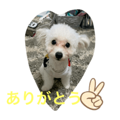 CHACHAMARU_20200909013540 - Stiker LINE | LINE STORE