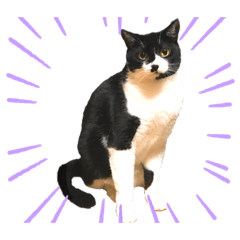 rina_20200916205422 - Stiker LINE | LINE STORE