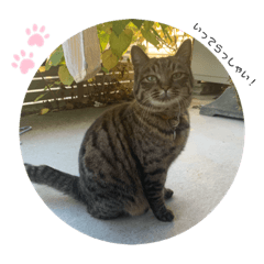 dahha_20200928023201 – LINE貼圖 | LINE STORE