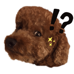 MaRuCo, – LINE stickers | LINE STORE