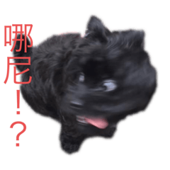 Love QQ Dog – LINE stickers | LINE STORE