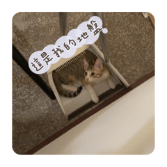 Mike tea_20201013165818 - LINE スタンプ | LINE STORE