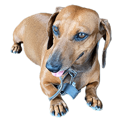 KaKa dog – สติกเกอร์ LINE | LINE STORE