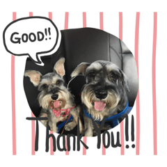 Lily & Lola the Schnauzers – LINE stickers | LINE STORE